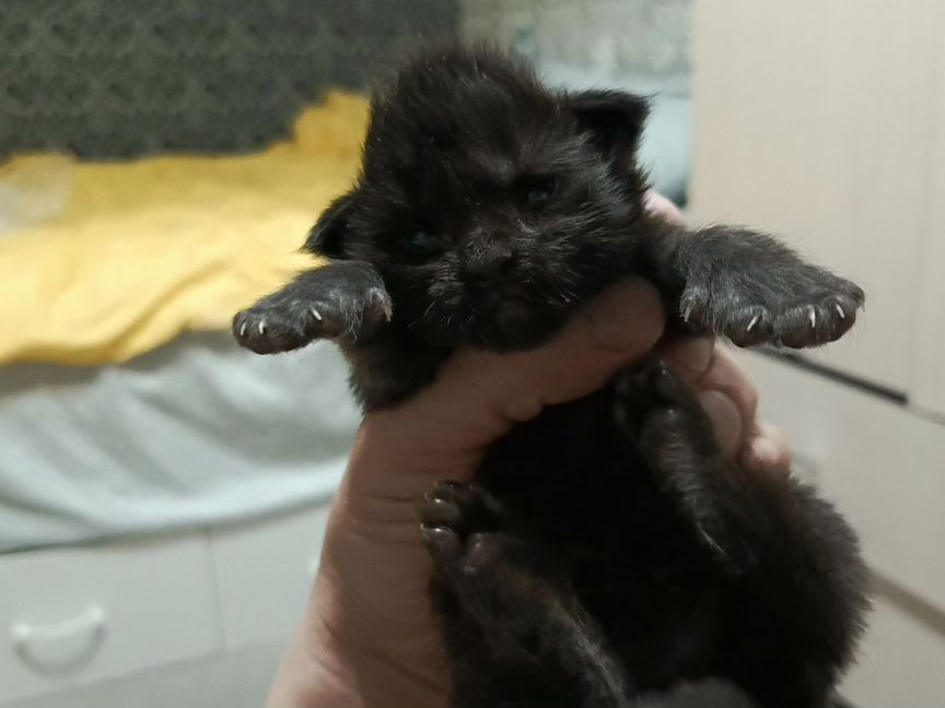 Котенок мейкун