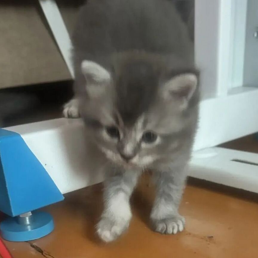 Британский короткошёрстный котёнок