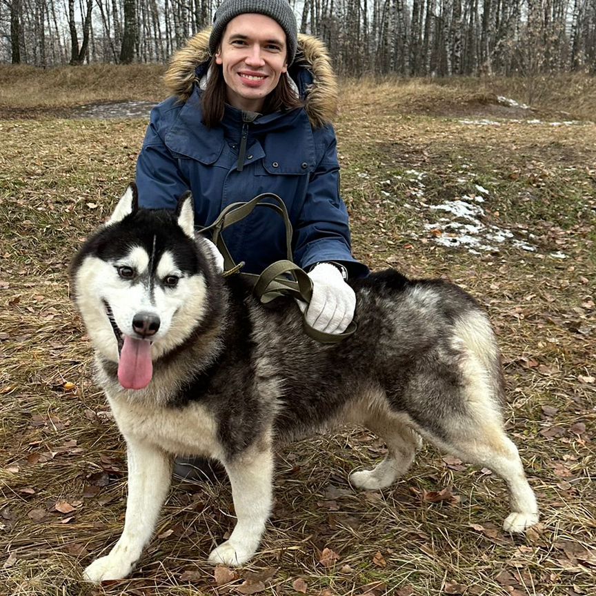 Сибирский хаски