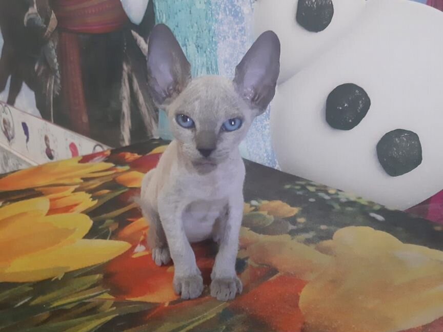 Котёнок Канадский Сфинкс