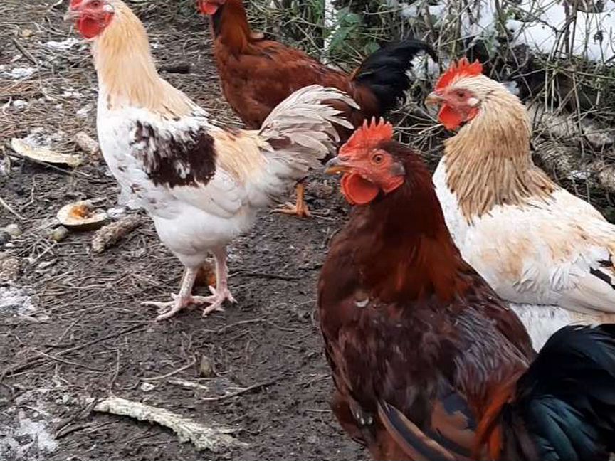 Петушки молодняк