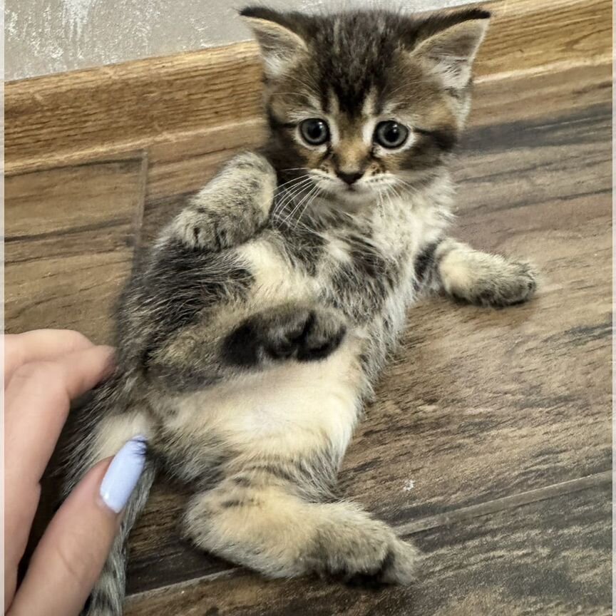 Котёнок от частного владельца