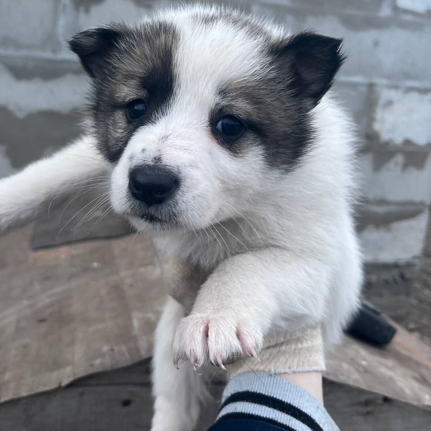 Среднеазиатская овчарка, щенок