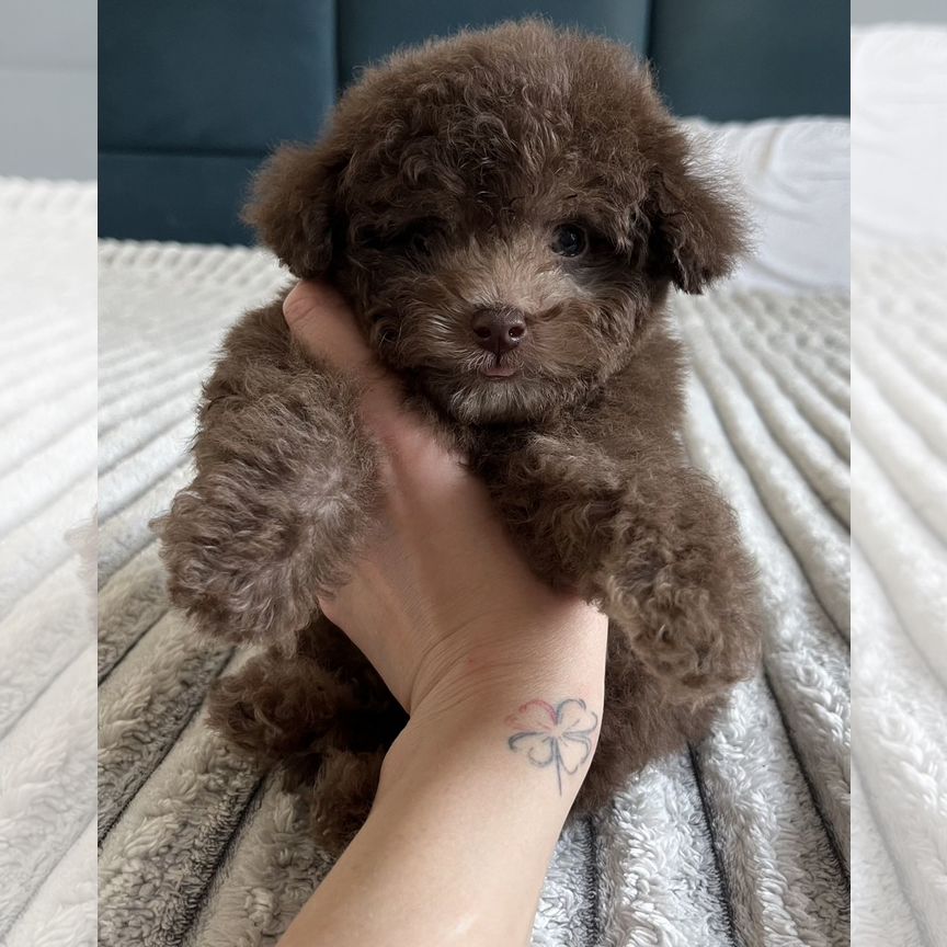 Мальтипу, щенок