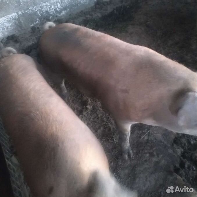 Хрячки дюрок