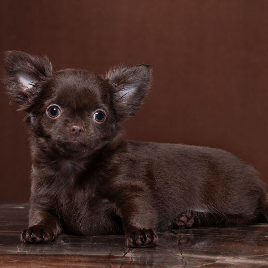 Шоколадочка