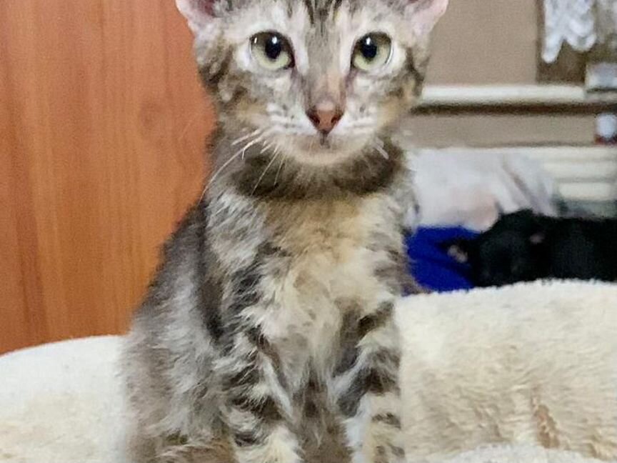 Кошка котёнок в добрые руки