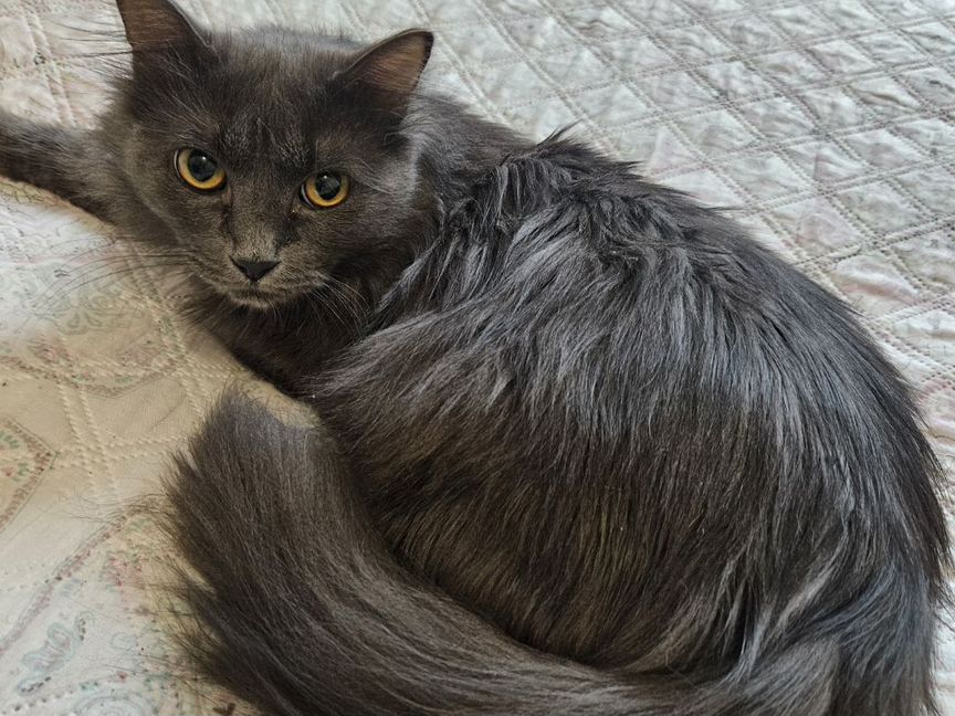 Кот Масик