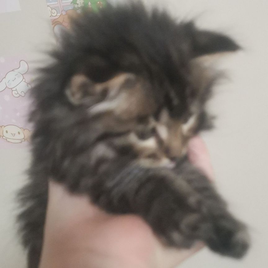 Маленький котенок бесплатно