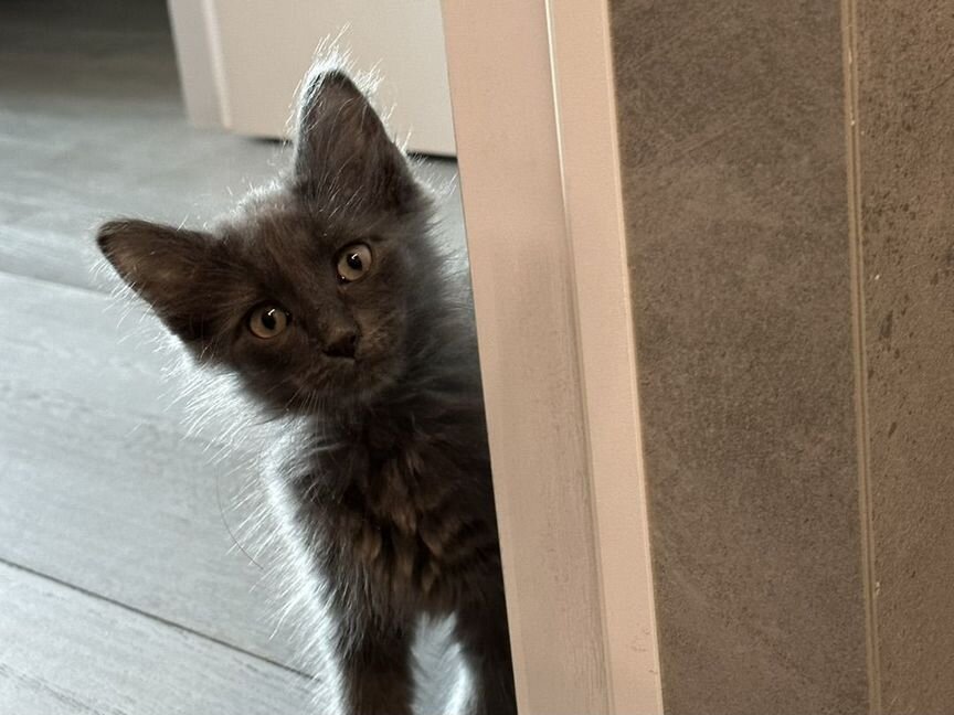 Сибирская кошка