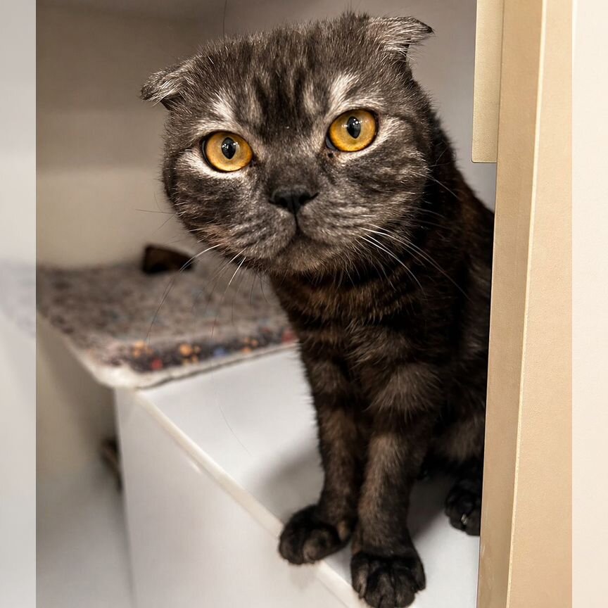 Шотландский вислоухий короткошёрстный, взрослый кот