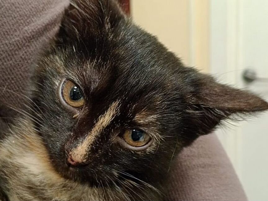 Котенок шоколадная принцесса