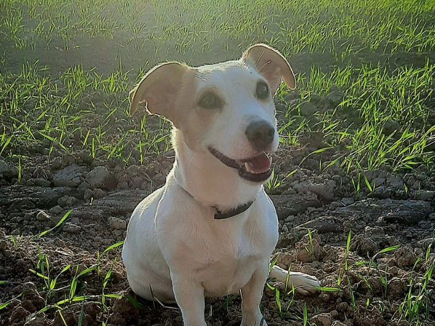 Щенки помесь с джек расселом