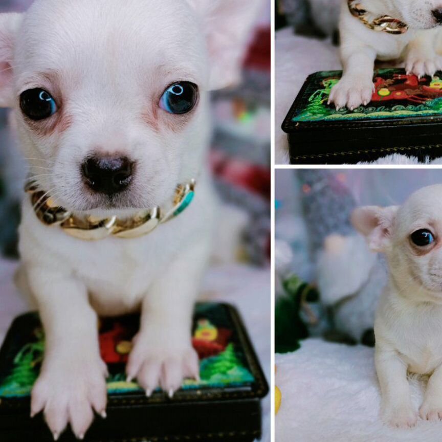 Щенки чихуахуа большой выбор окрасов