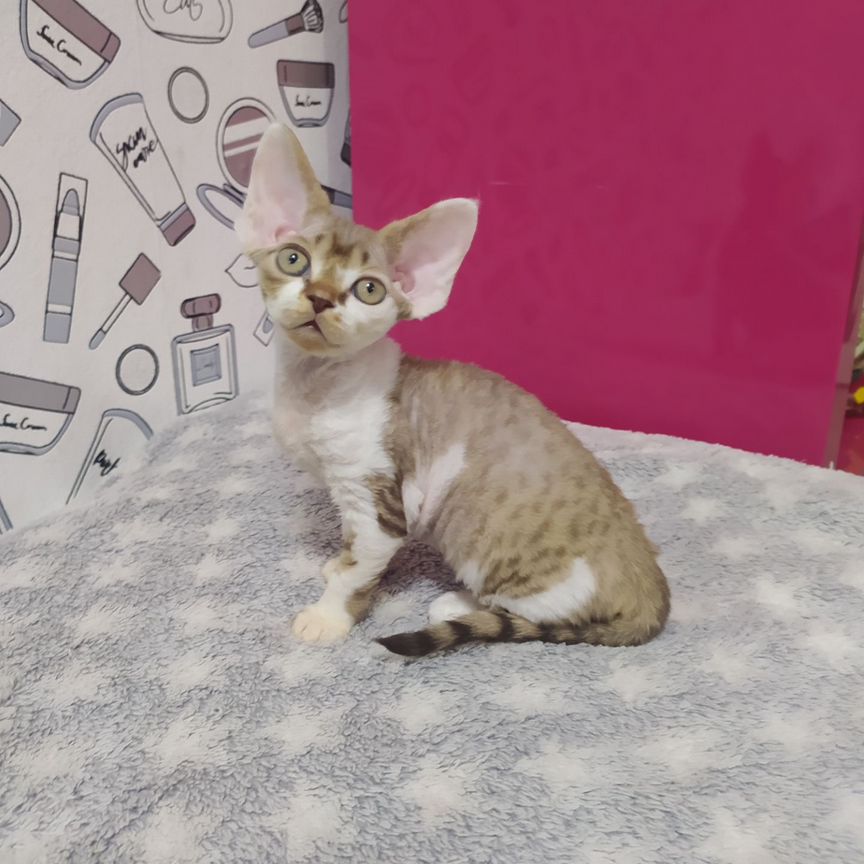 Котята девон-рекс
