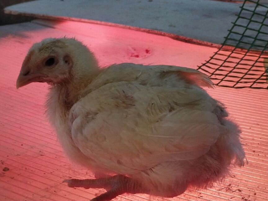 Цыплята бройлеры кобб 500