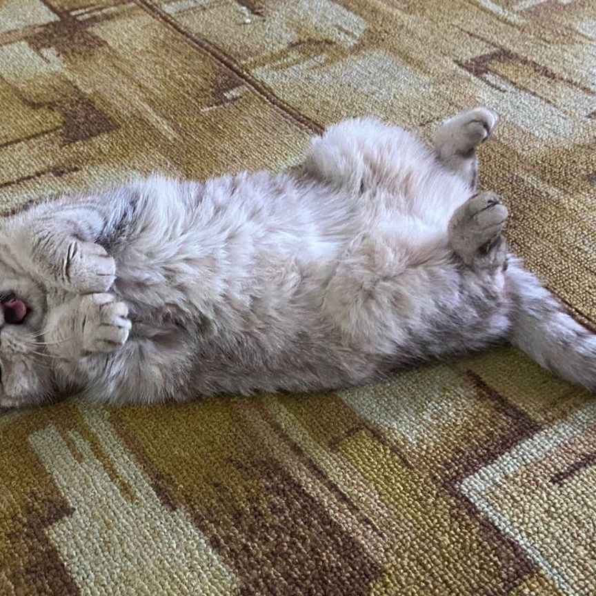 Кошечка