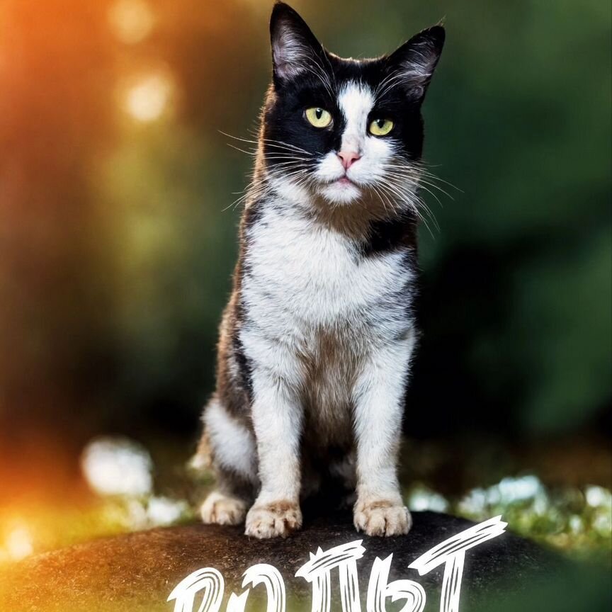 Кот в добрые руки