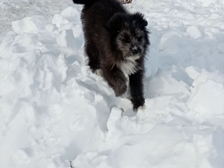 Щенки