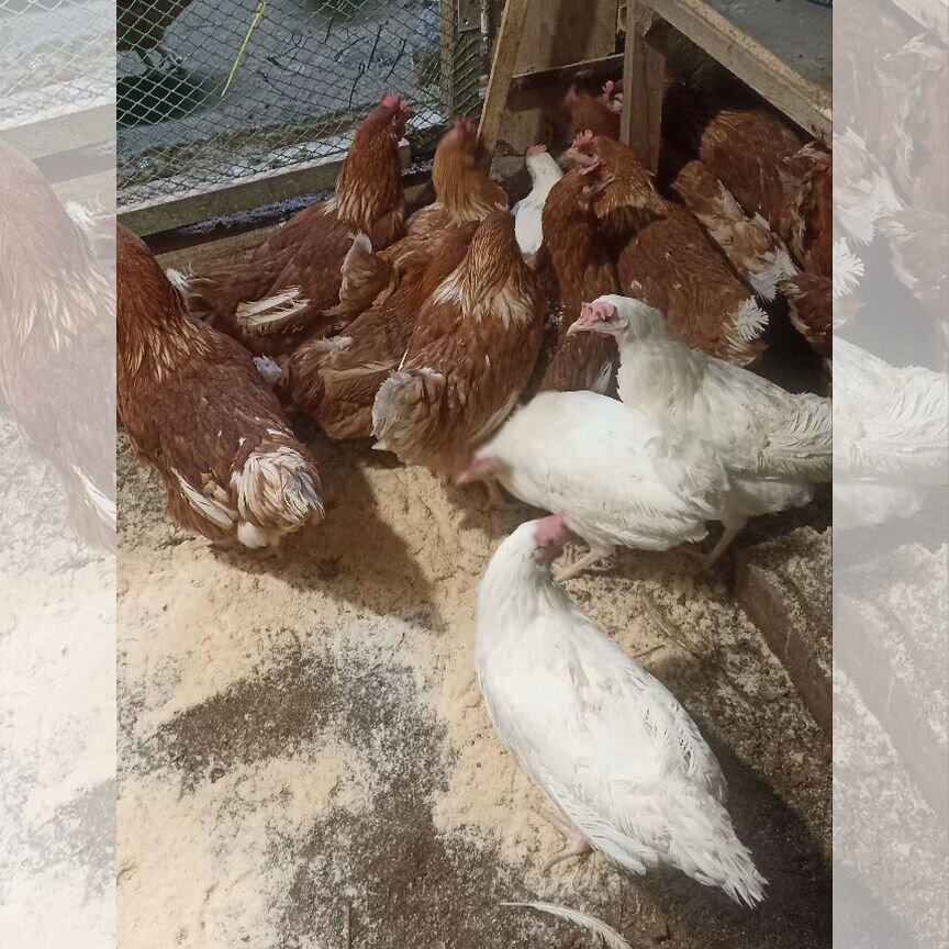 Куры несушки