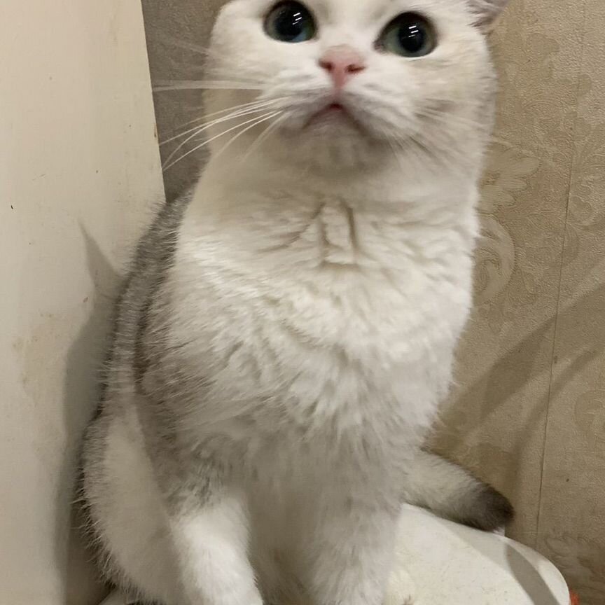 Девочка взрослая ласковая