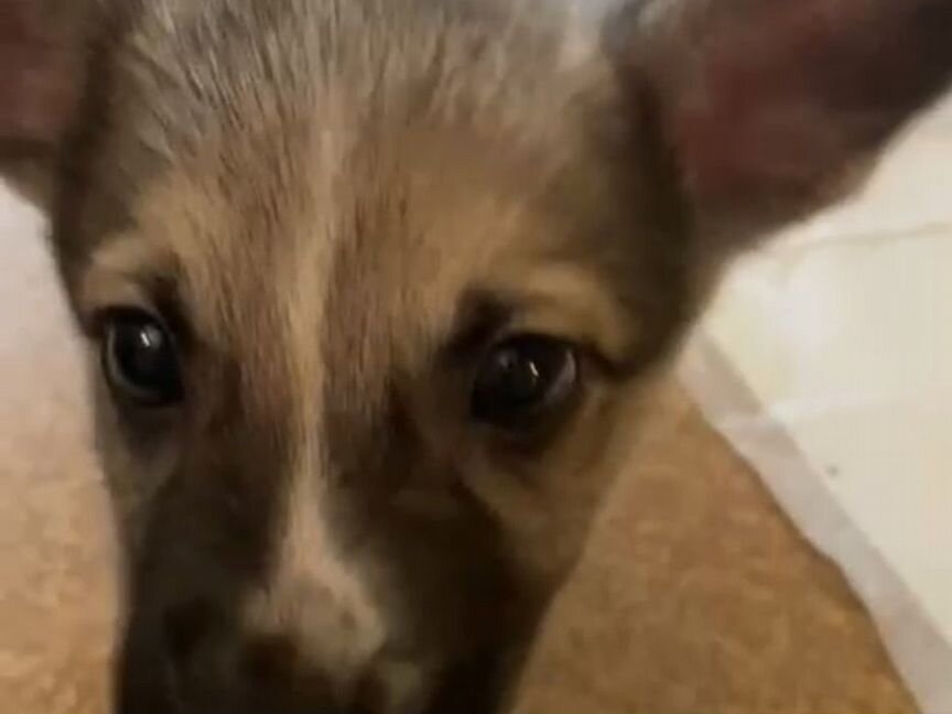 Щенок готов ехать домой гле ты семья