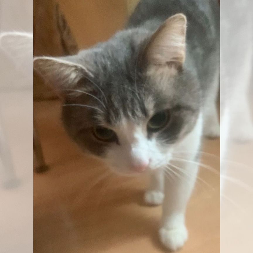 Взрослый кот в добрые руки