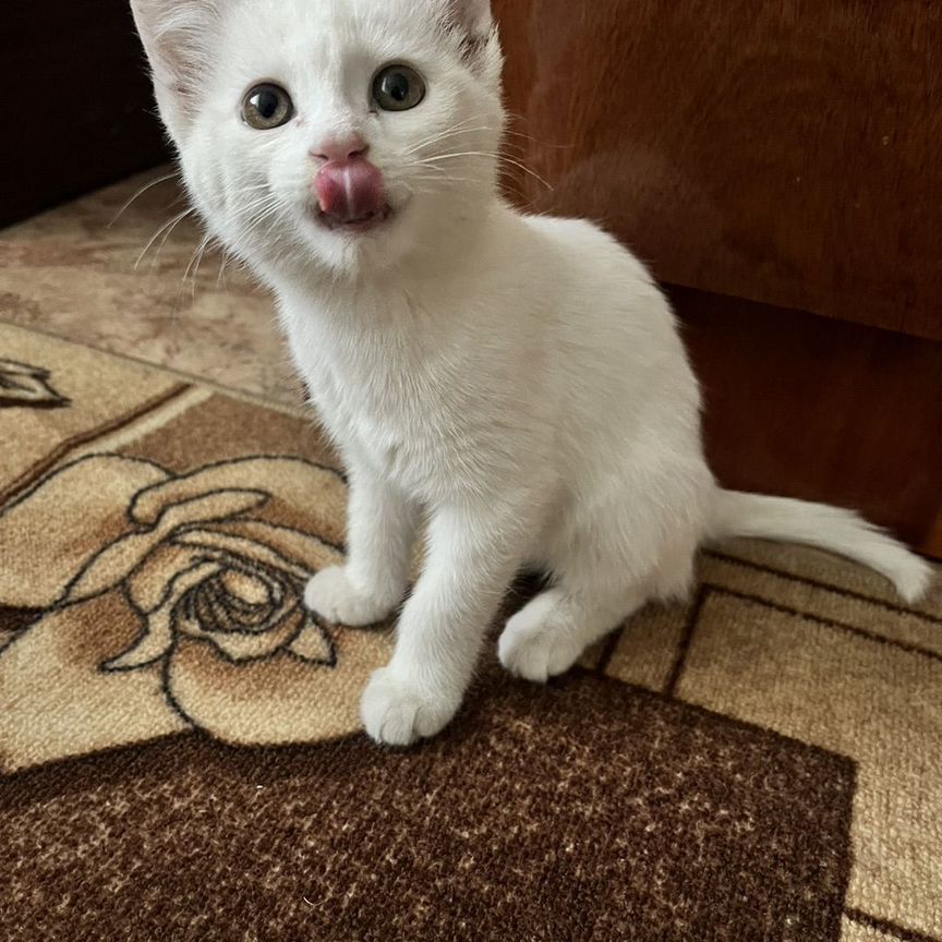 Котенок беленький (мальчик 3-4 месяца)