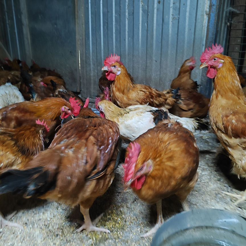 Петухи и Куры Опт