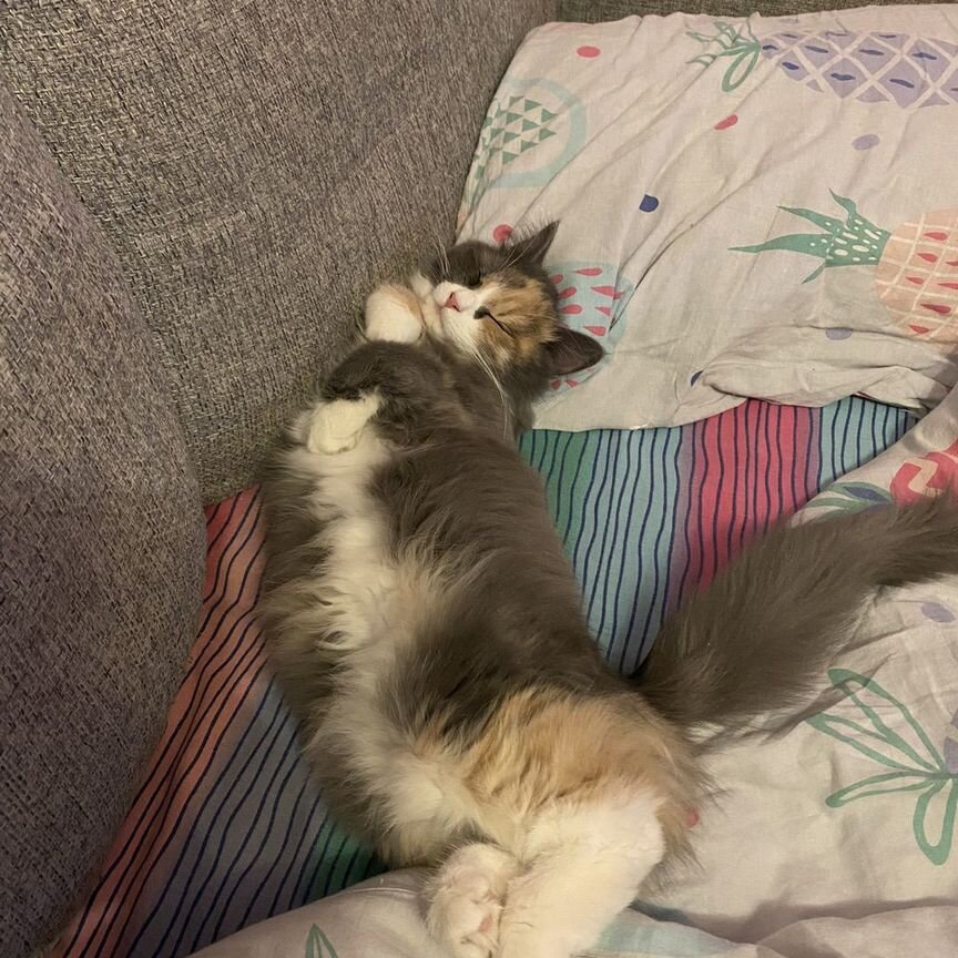 Кошка бесплатно маленькая