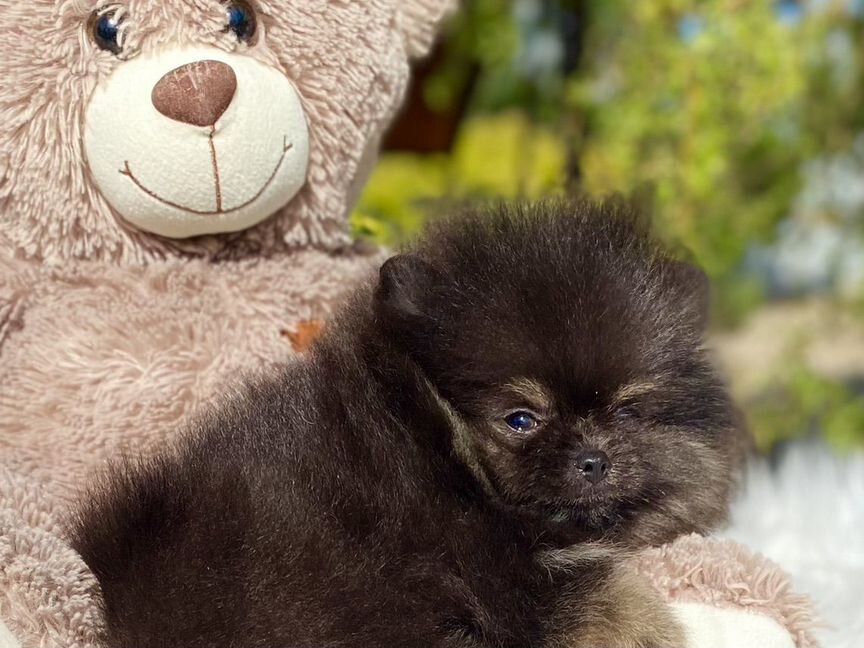 Настоящие медвежата Юкки и Юсмин