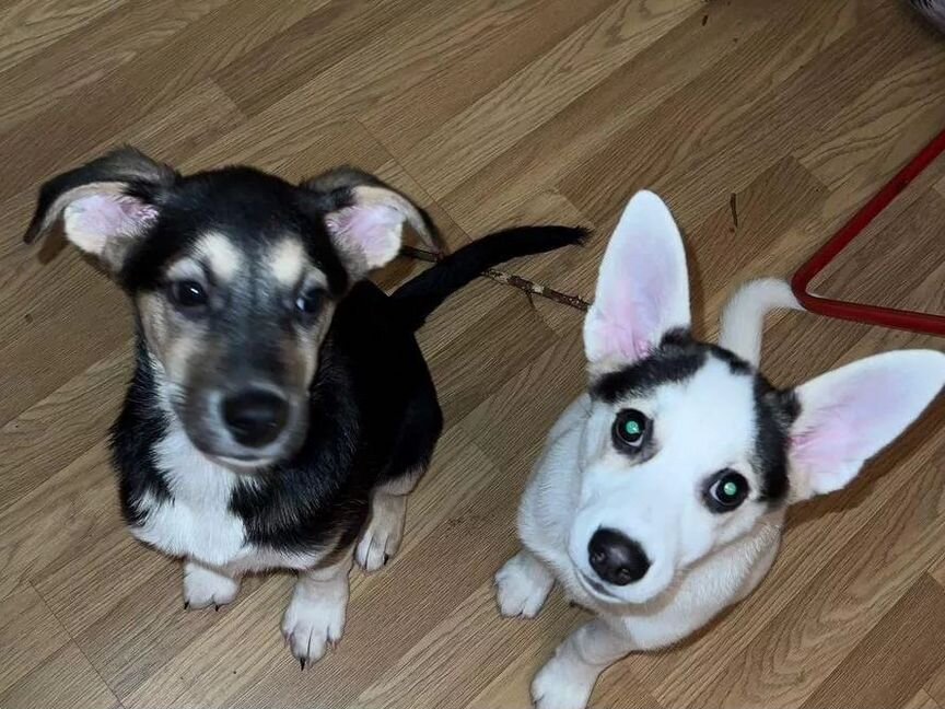 Щенки в добрые руки