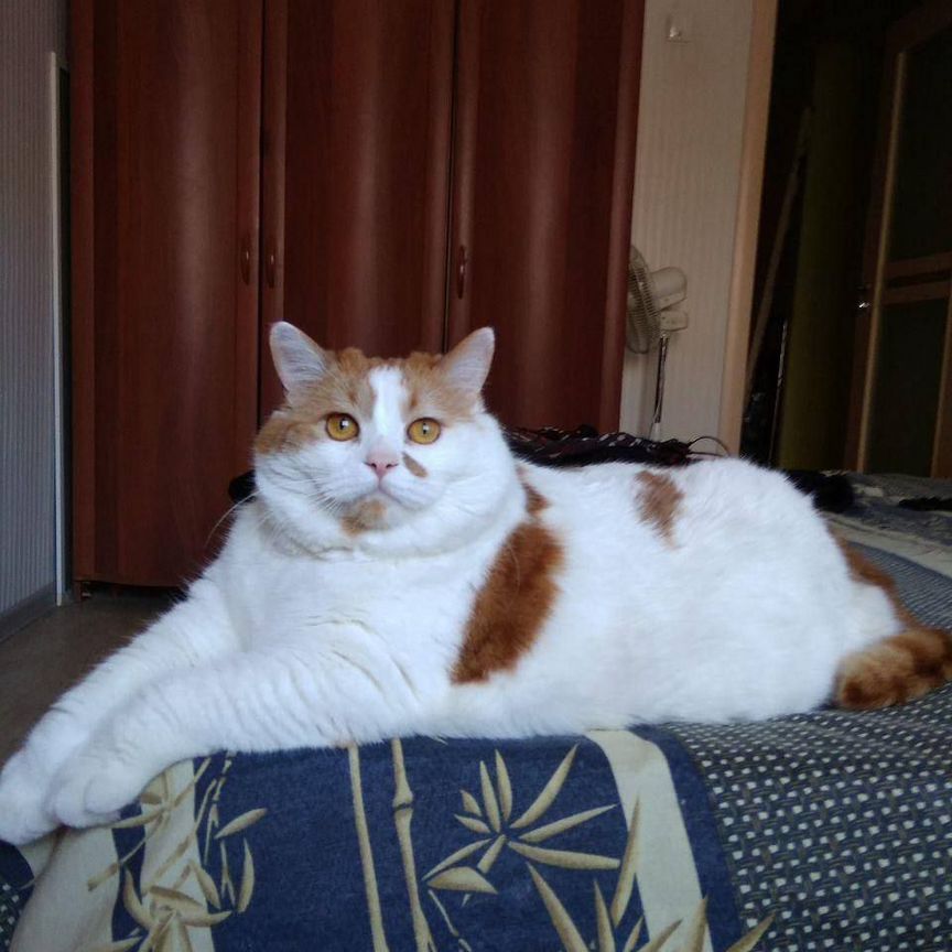 Котик британец в добрые руки