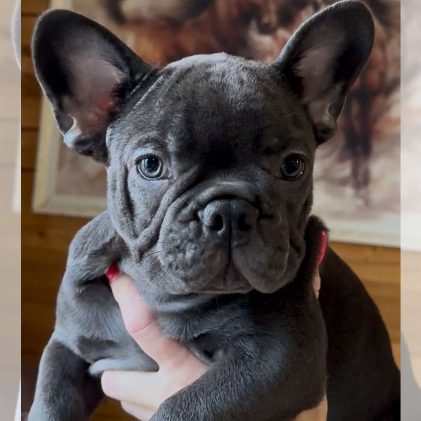 Французский бульдог, щенок