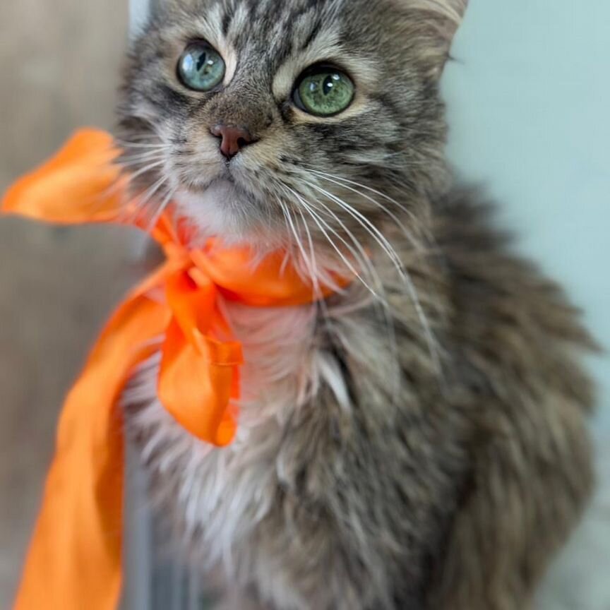 Умная кошечка Прося