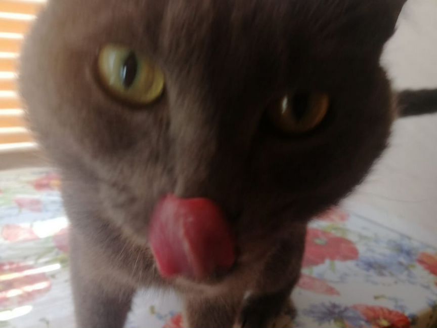 Сиамский кот бесплатно