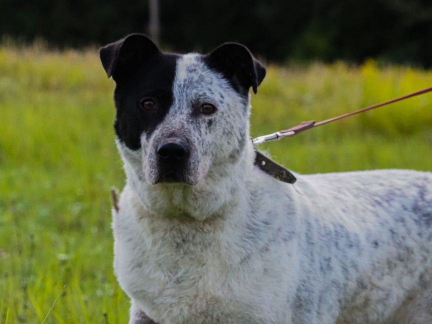 Собака Зена ищет дом