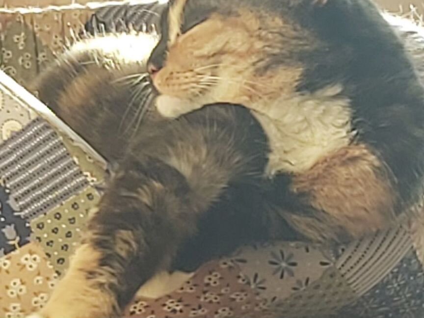 В дар домашнюю кошку в добрые руки