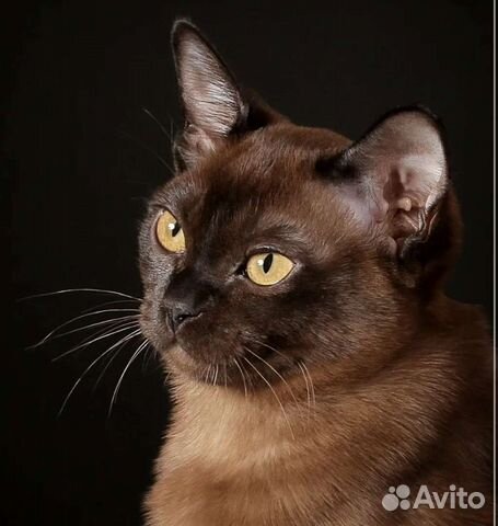 Бурманска, Бенгальская, Абесинская