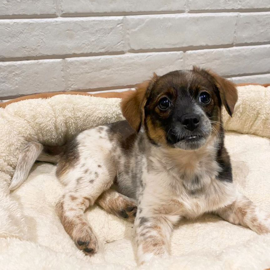 Щенок милая малышка