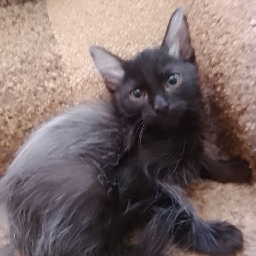 Отдам в добрые руки котят. 2 мальчиков