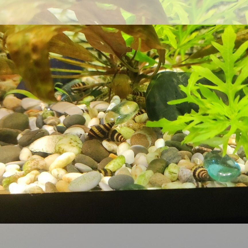 Улитка хелена