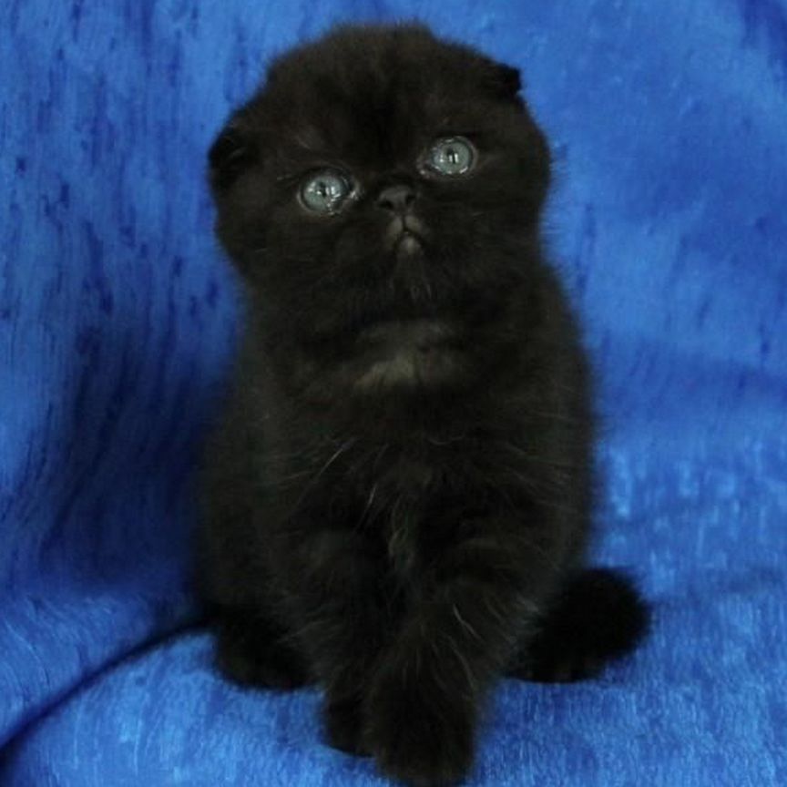 Шотландский вислоухий короткошёрстный котёнок