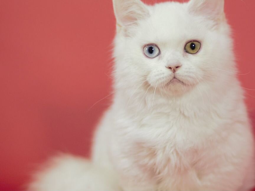 Разноглазый мальчик манчкин odd eyed