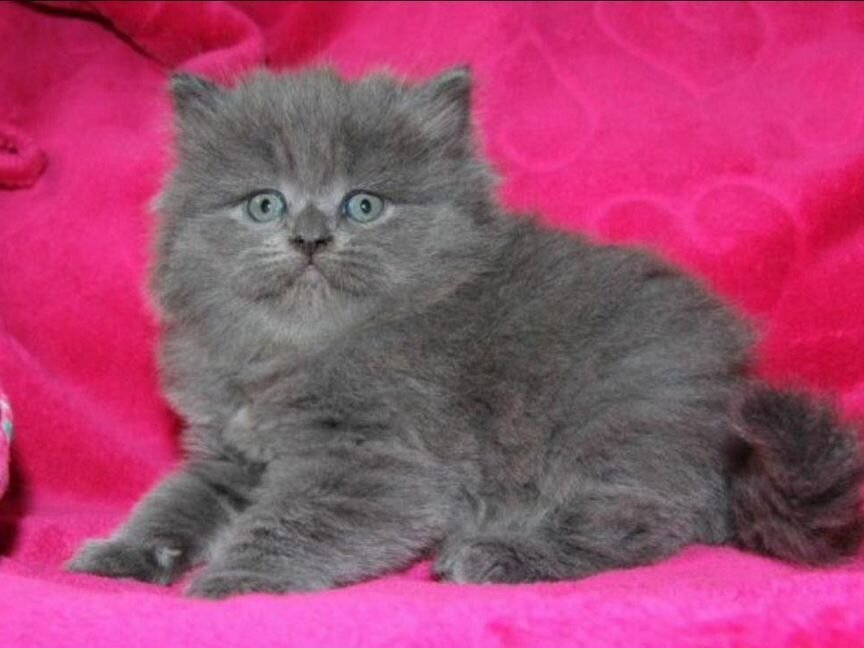 Шотландская Хайленд