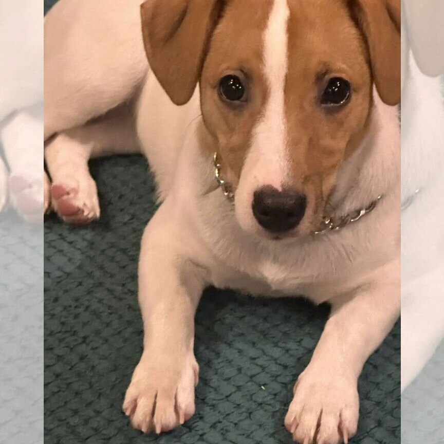 Джек-рассел-терьер, щенок