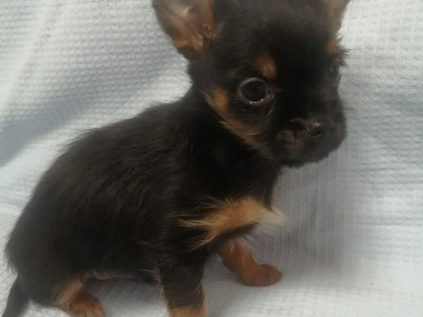 Щенки той + йорк