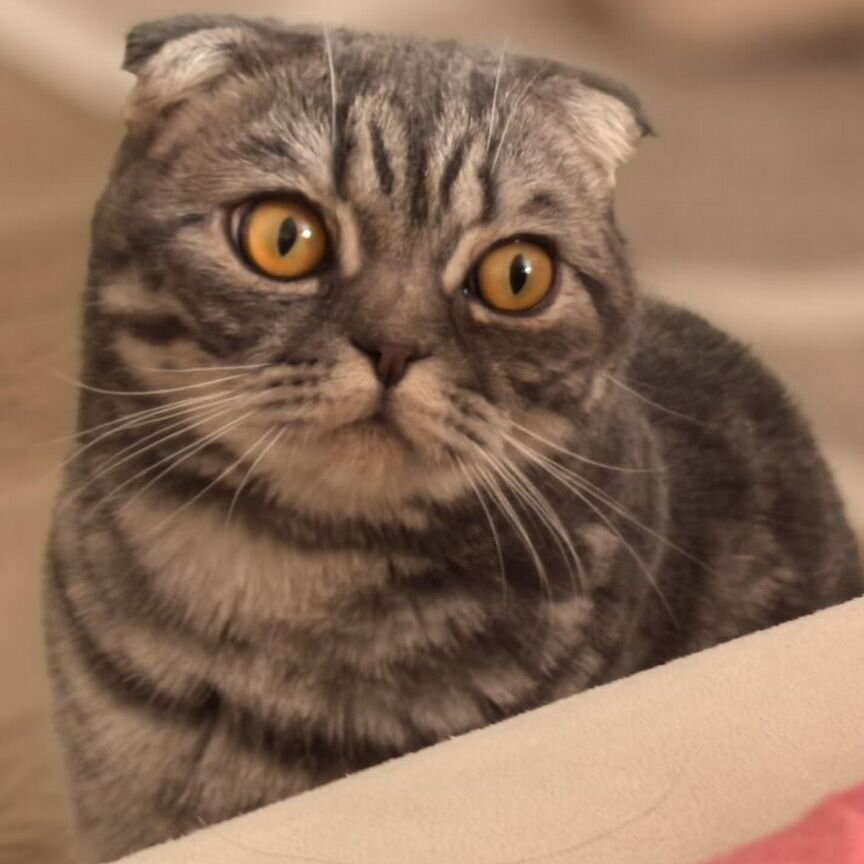 Шотландская вислоухая короткошёрстная кошка, вязка