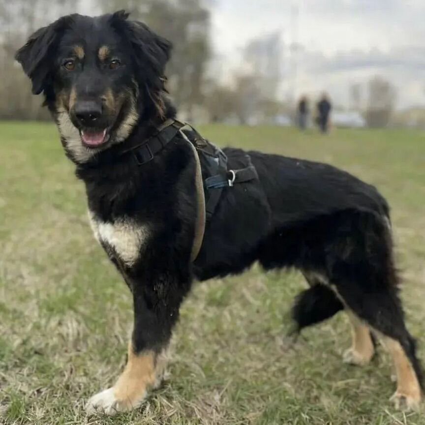 Щенок в добрые руки