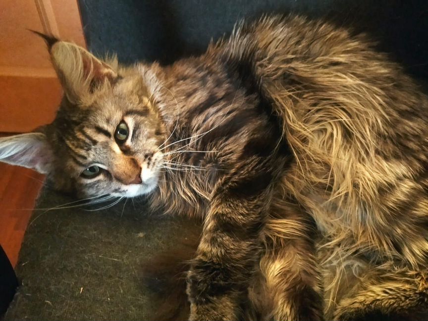 Мэйн кун шикарные красотки